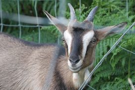 Goat Body Language FAQ - Goat Journal